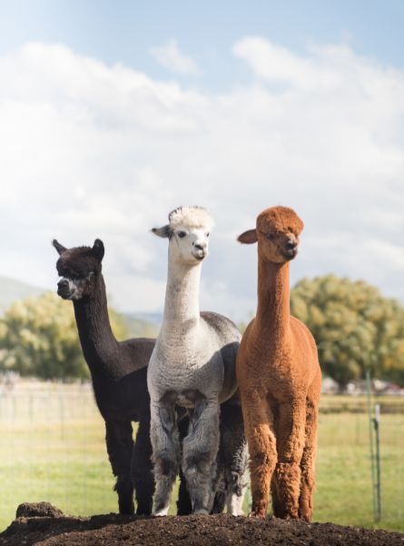 Elmet Alpacas | Sherburn in Elmet working farm experiences and activities